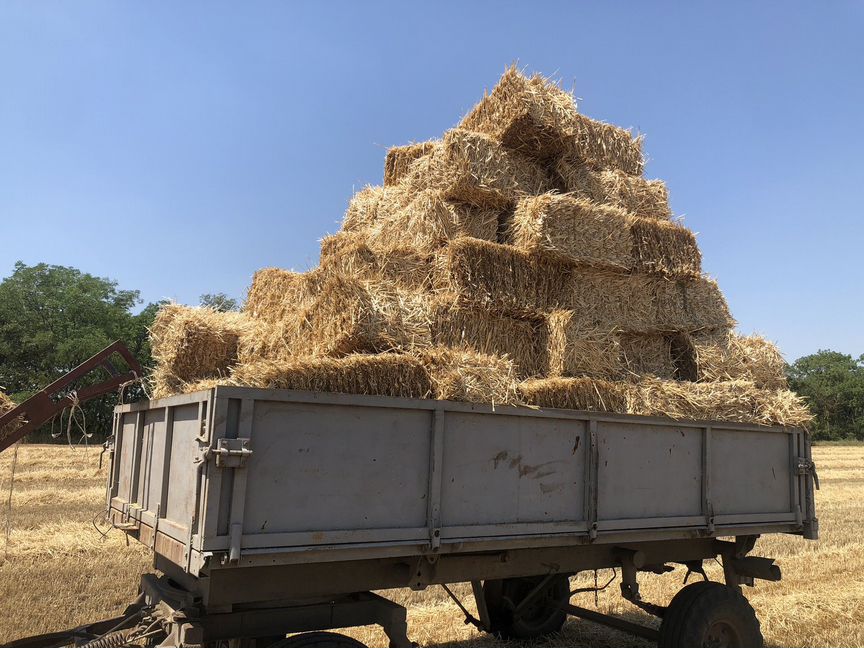 Солома пшеничная