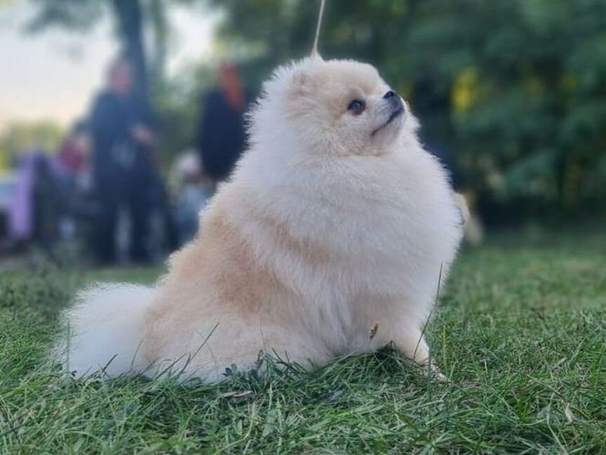 Померанский шпиц вязка