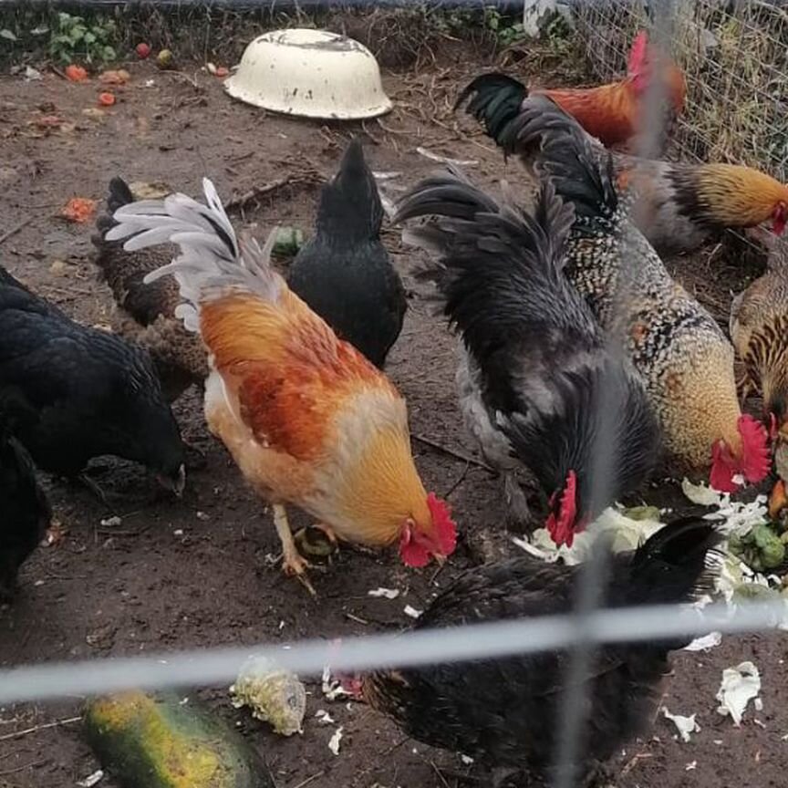 Продам домашних петухов