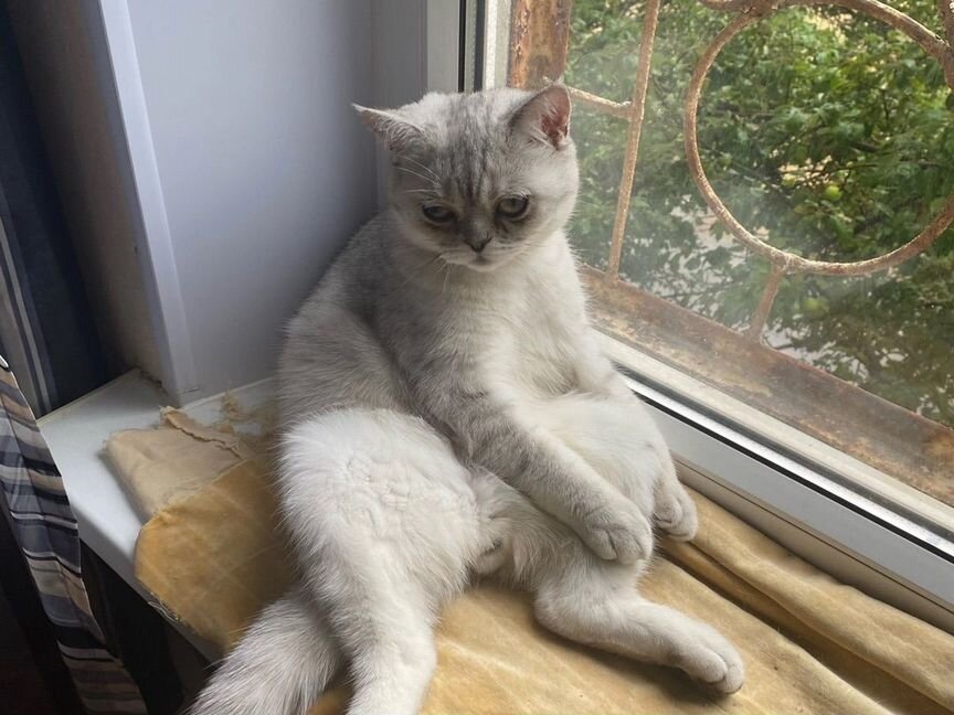 Кот серебристая шиншилла вязка
