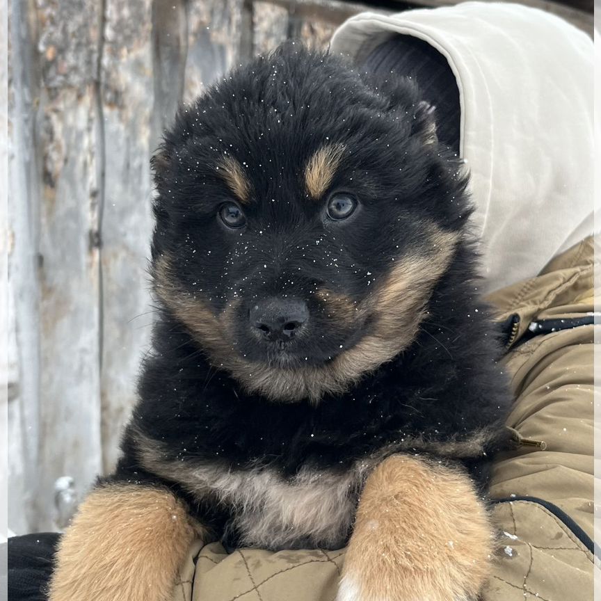 Щенок в добрые руки