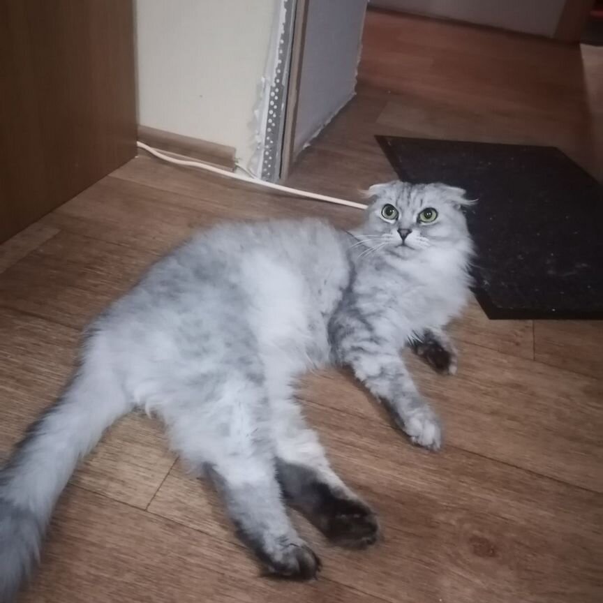 Отдам шатланку