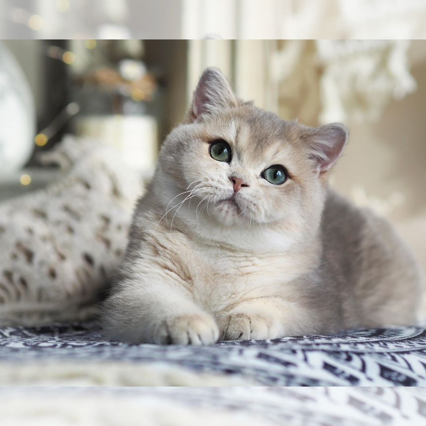 Британская золотая шиншилла котята