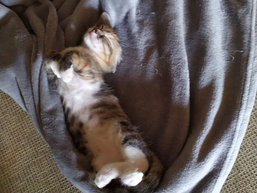 Отдам котенка в добрые руки, девочка 2 месяца