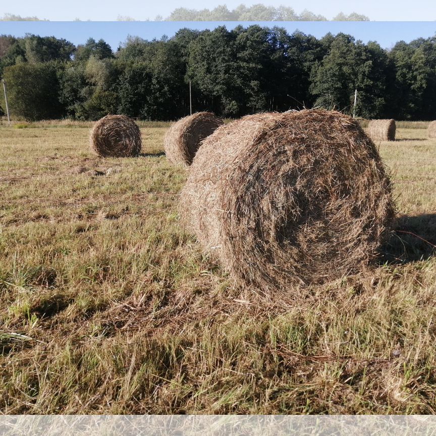 Сено в рулонах