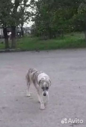 Алабай в добрые руки