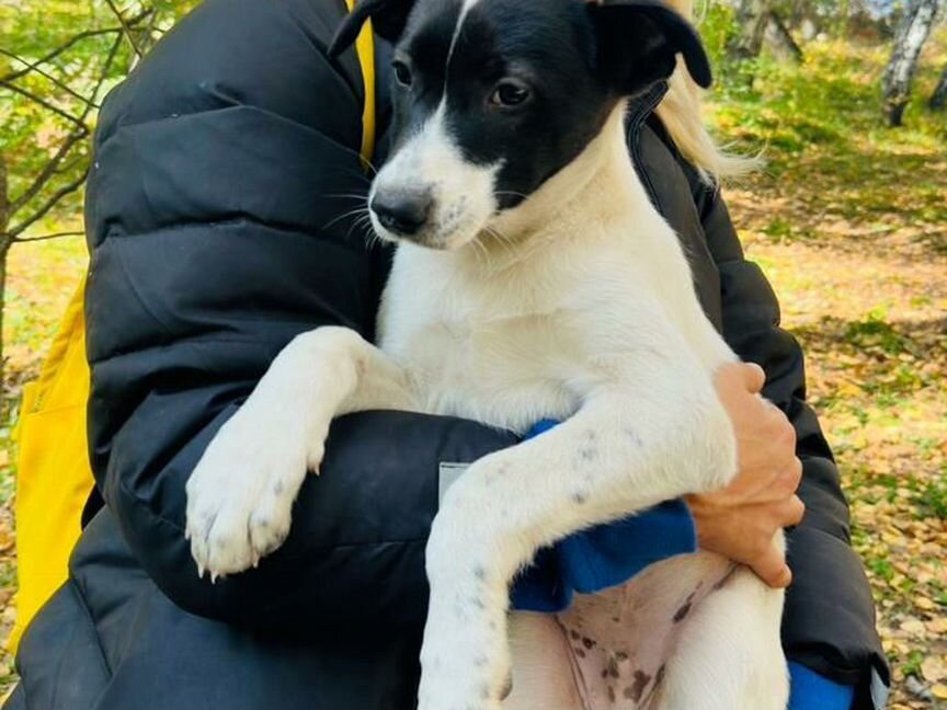 Ричи ищет дом