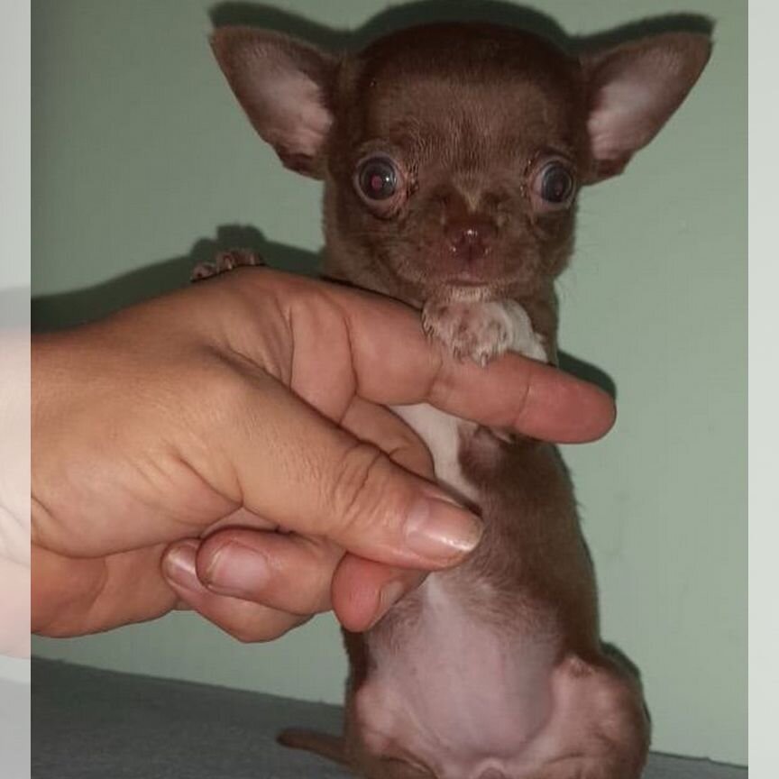 Чихуахуа мини шоколадка