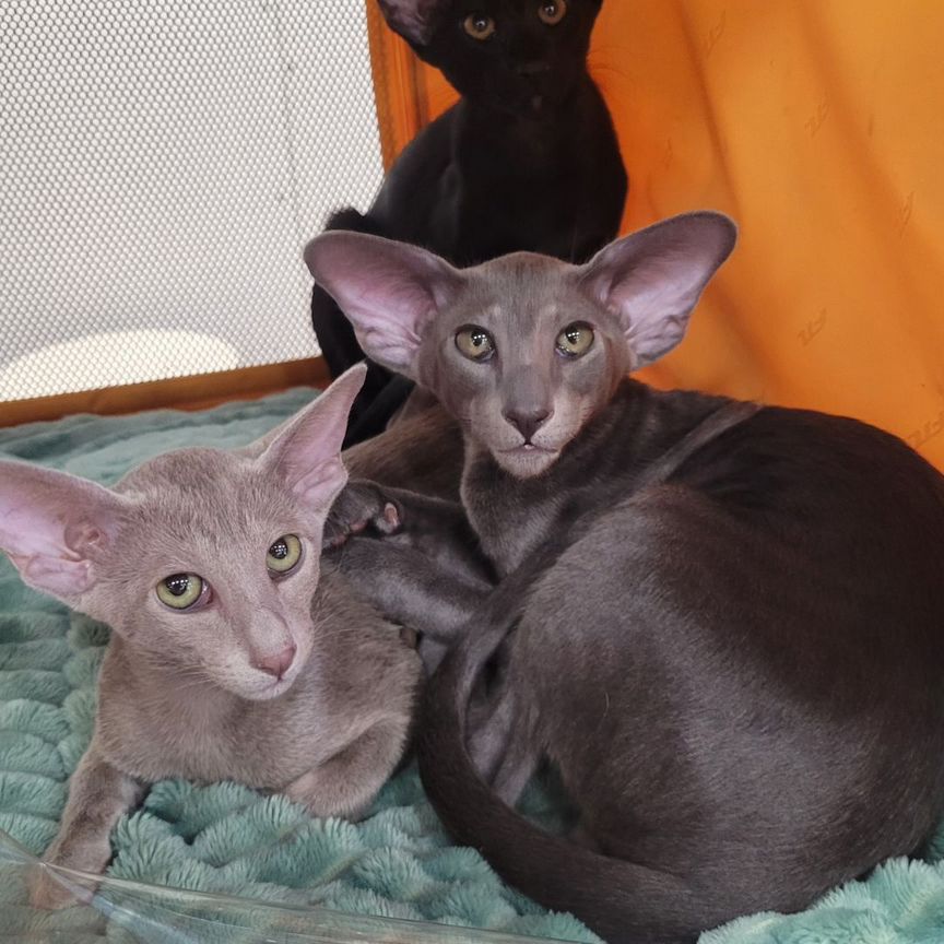 Ориентальные котята