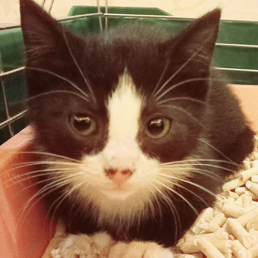 Котёнок в добрые руки