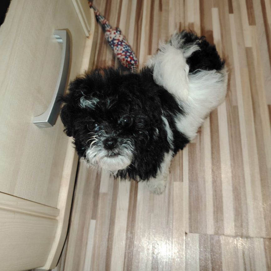 Щенки мальтипу f1 panda