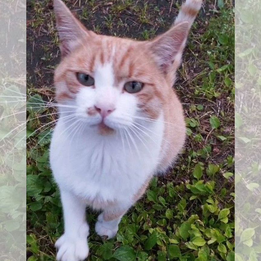 Отдам кота в добрые руки