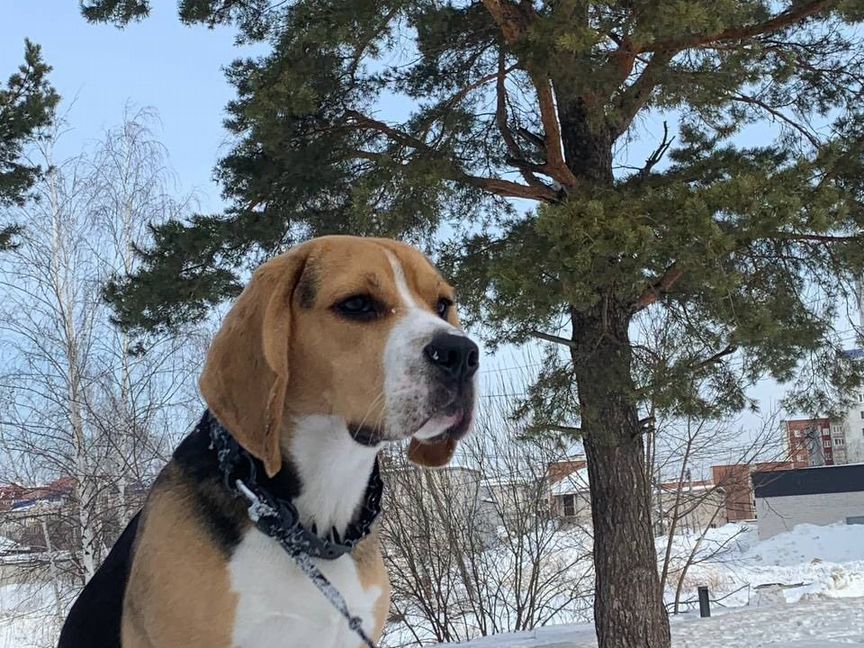 Собака бигель