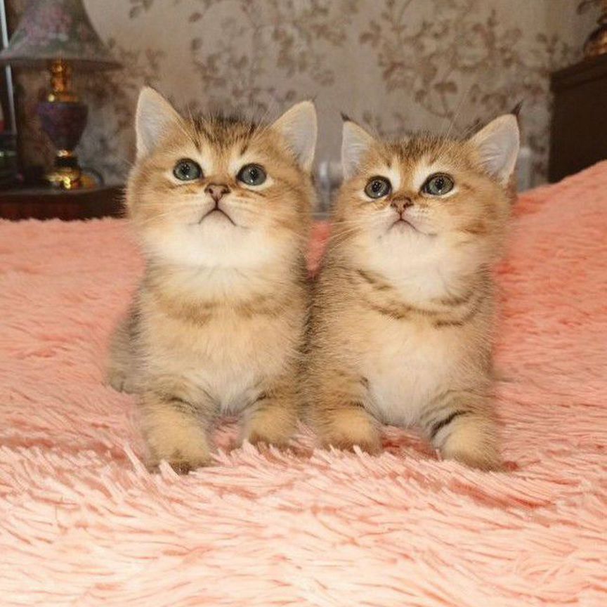 Шотландские золотве милашки