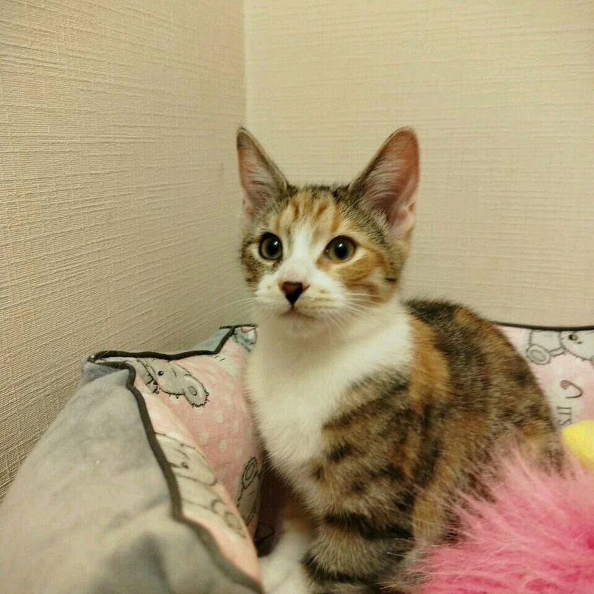 Котята в добрые руки бесплатно