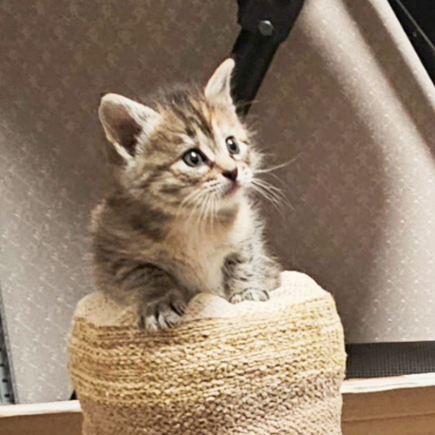 Котёнок