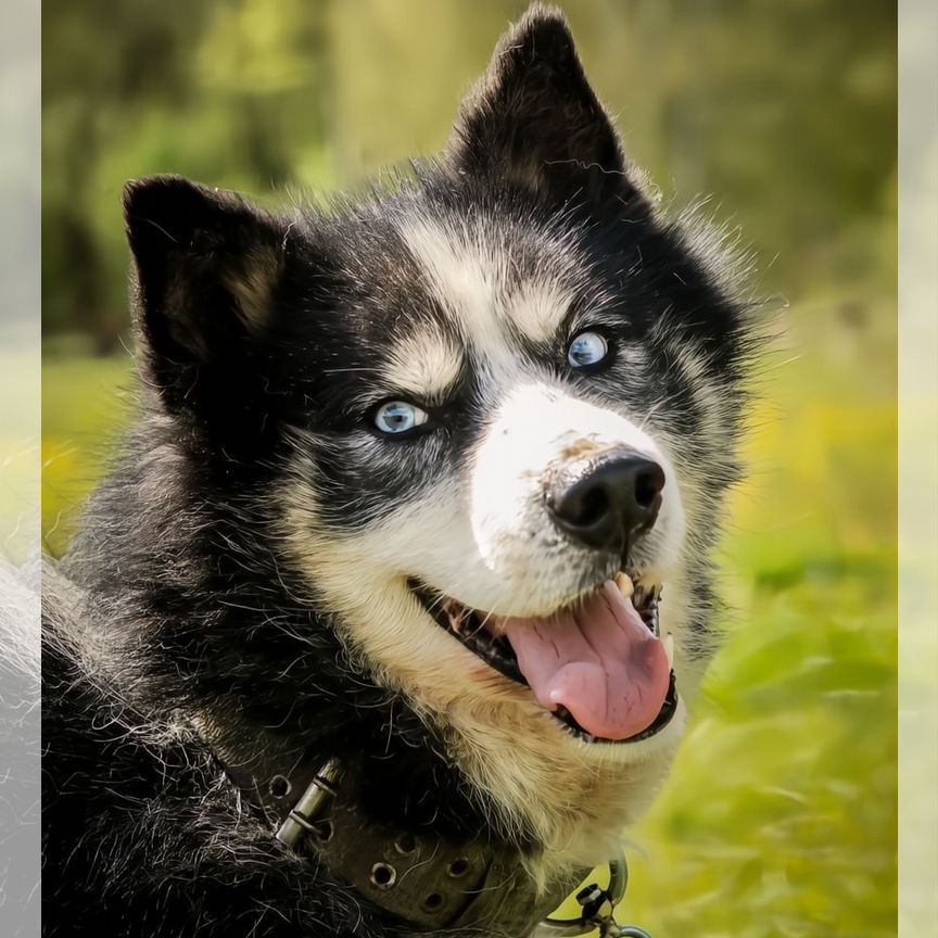 Взрослый пёс в добрые руки