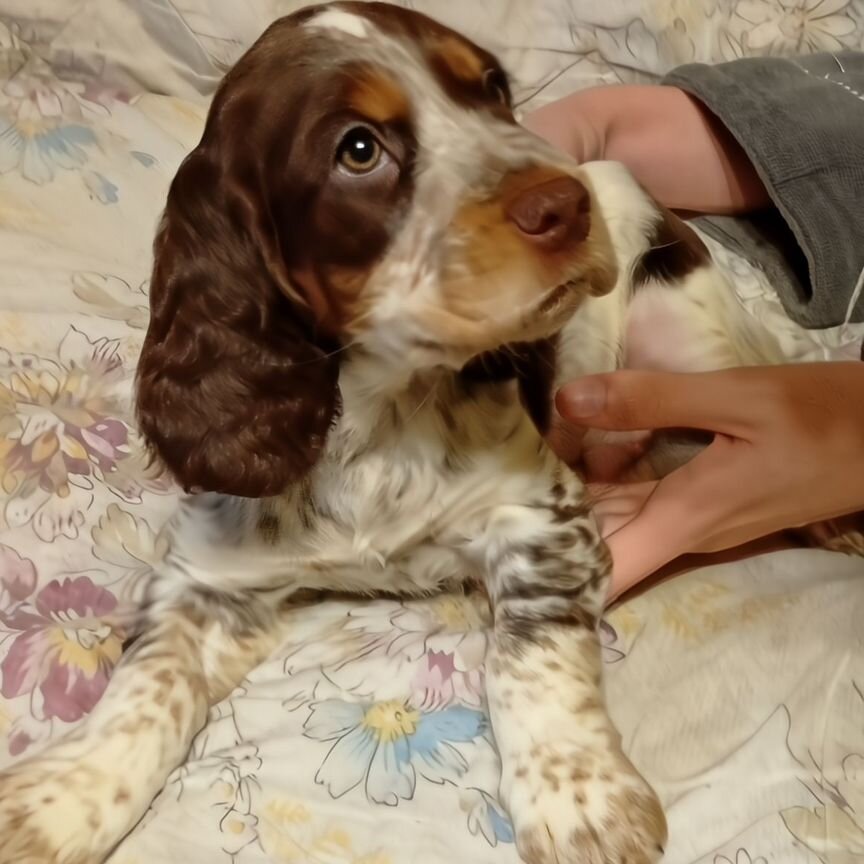 Русский охотничий спаниель, щенок