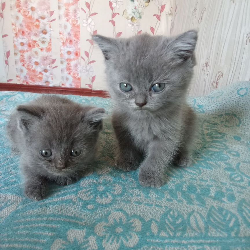 Шотландская