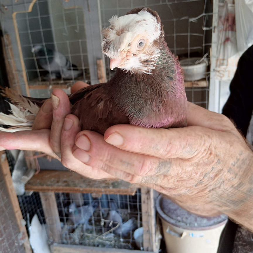 Голуби Игровые