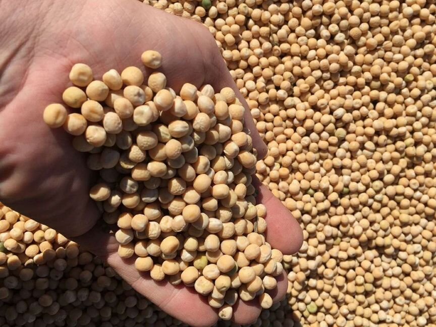 Зерно пшеница ячмень кукуруза комбикорм