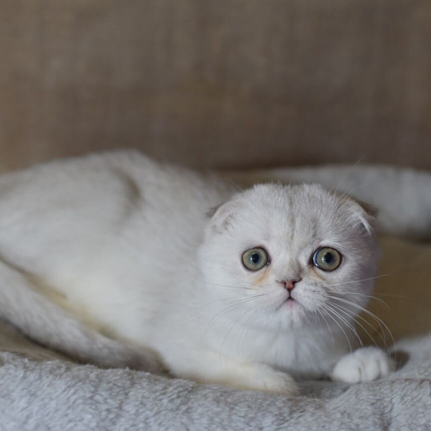 Шотландская серебристая шиншилла