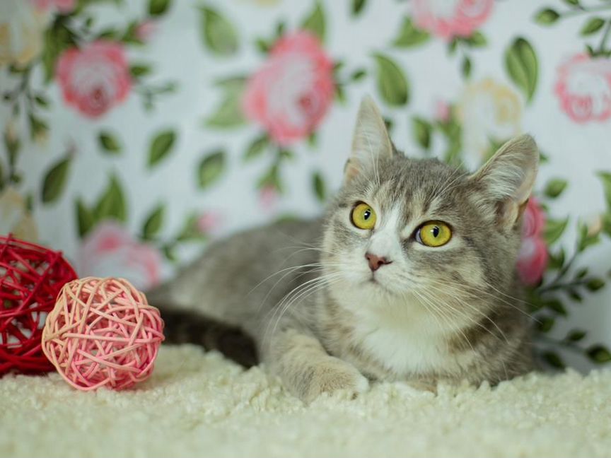 Котомалышка 5-6 месяцев ищет родителей