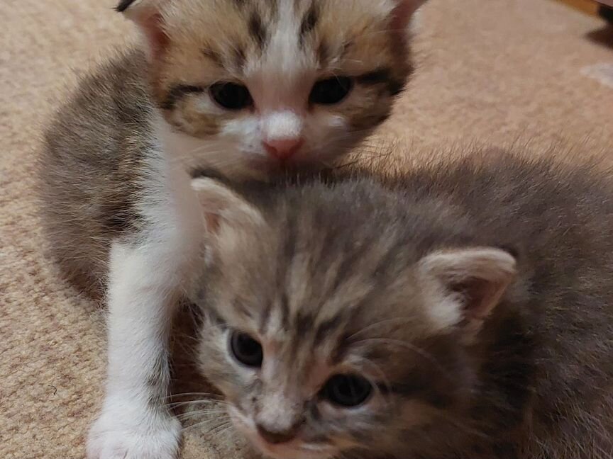 Котята в добрые руки