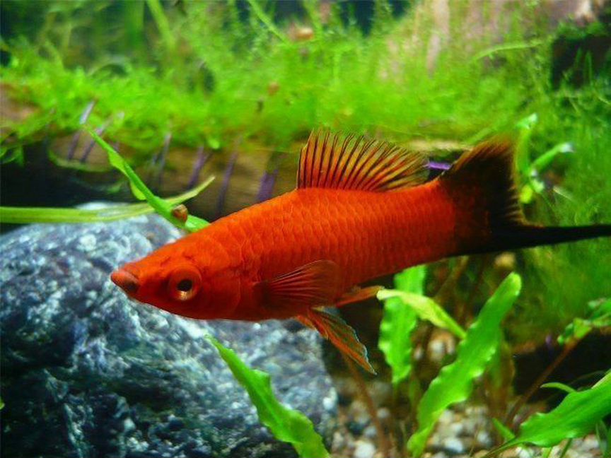 Рыбки меченосцы