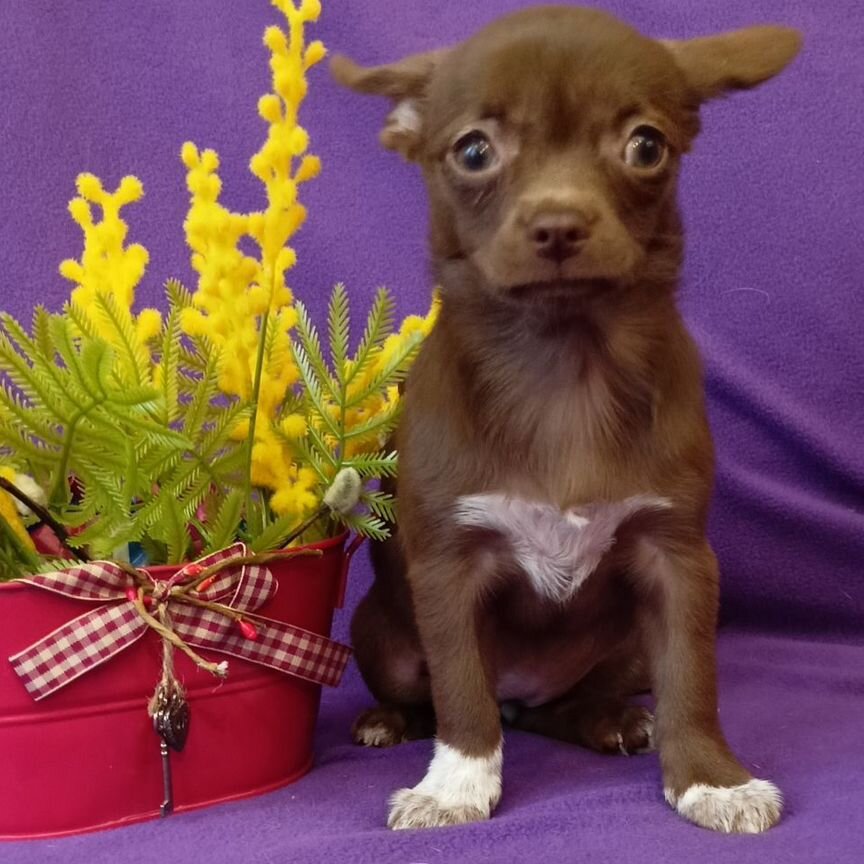 Чихуахуа, щенок