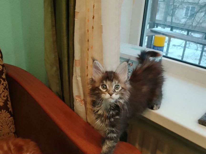 Котята мейн-кун
