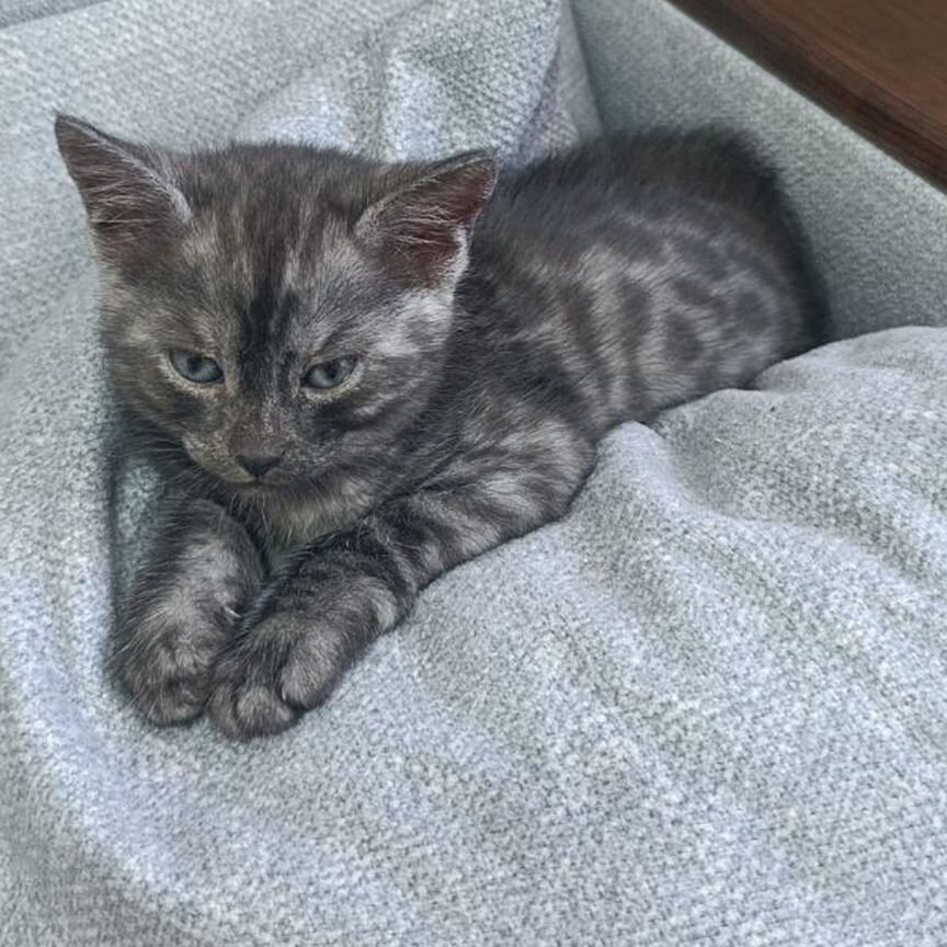 Бенгальские котята