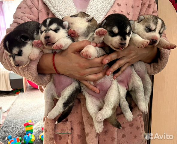Классные пирожочки хаски