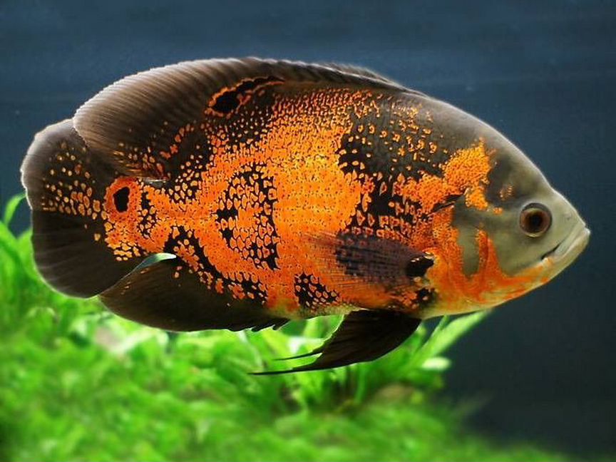 Астронотус 2шт обмен