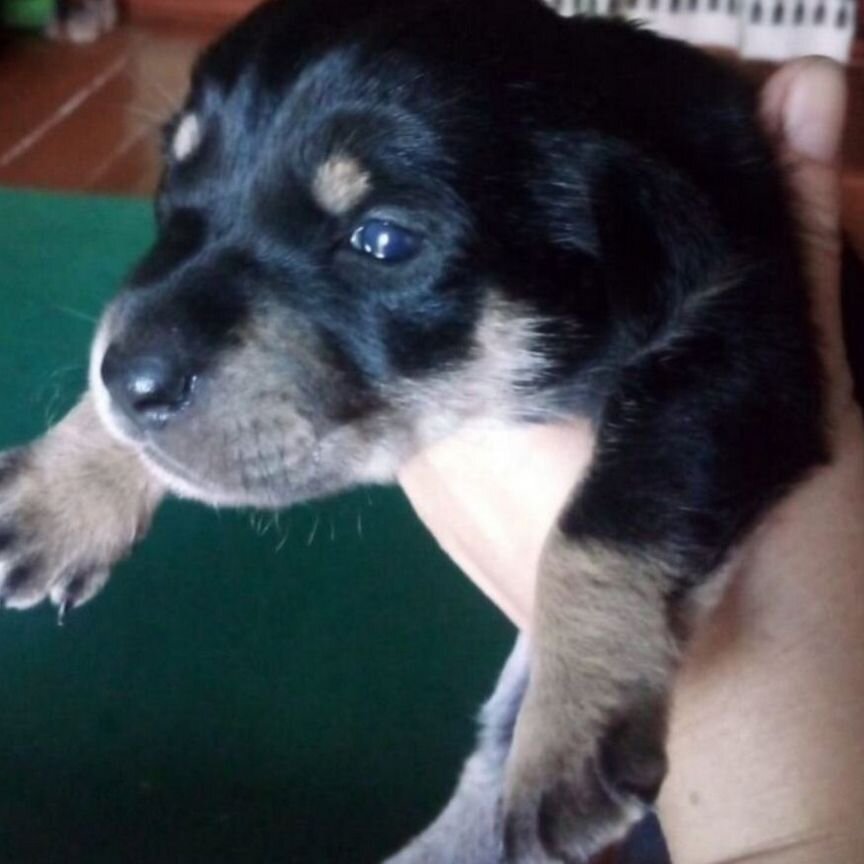 Песики, собачки от бабушки с дачи