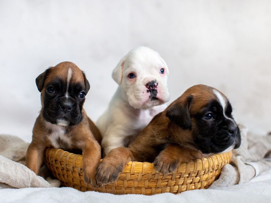 Боксера щенки