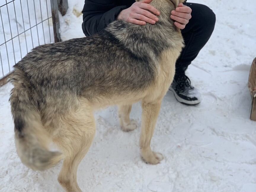 Собака добрая собака в Казани