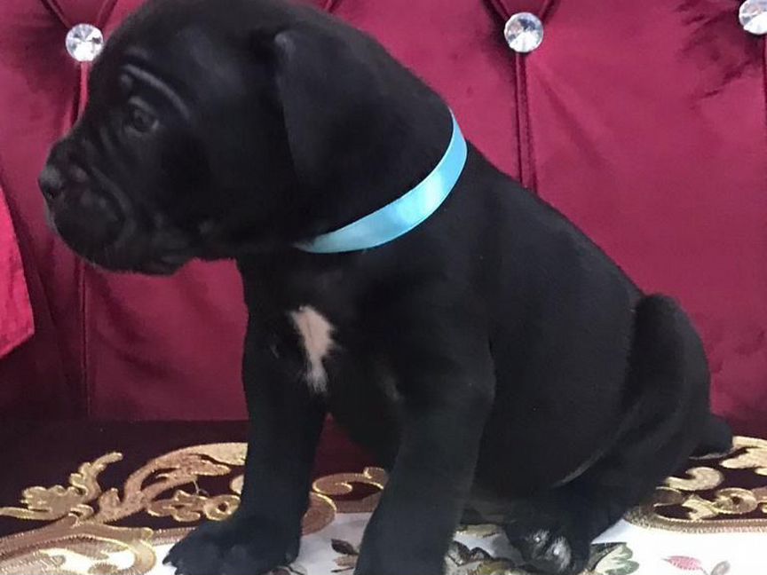 Щенки кане Корсо