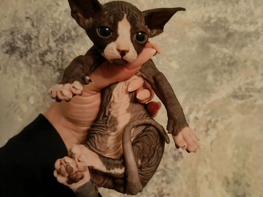 Канадский сфинкс