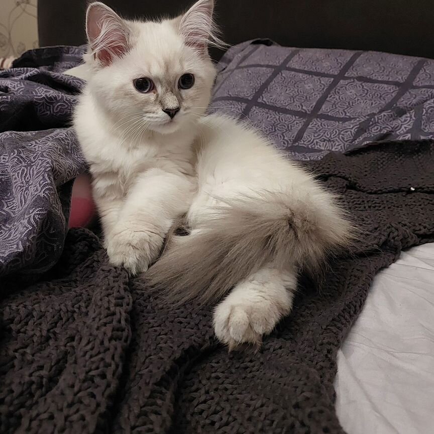 Котенок на расстоянии