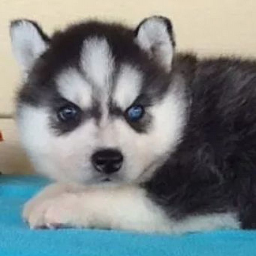 Хаски щенки девочки и мальчики, большой выбор