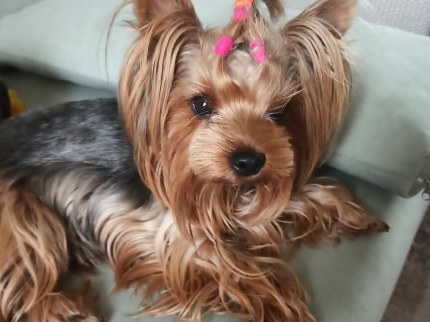 Йоркширский терьер щенки, документы РКФ