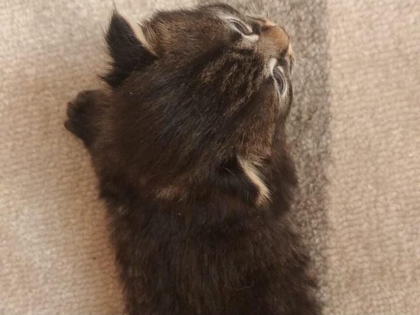 Отдам в добрые руки котят