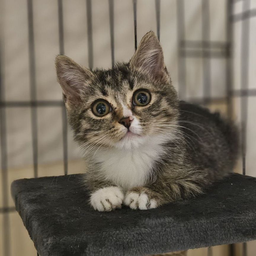 Котенок девочка 2мес