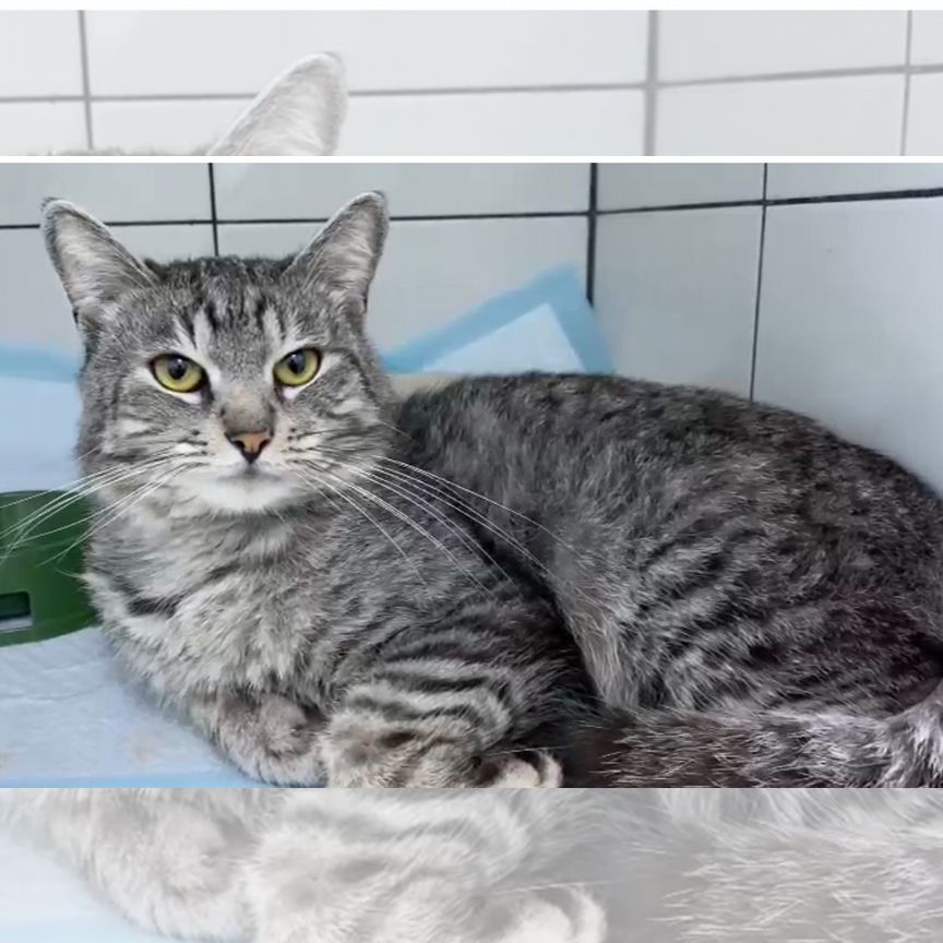 Взрослый кот в добрые руки