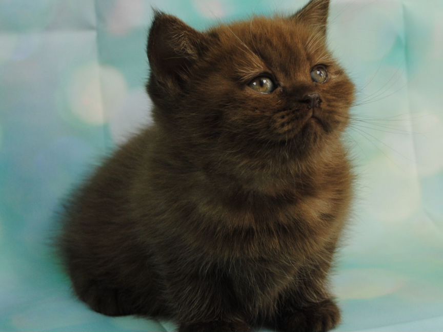 Британские котята шоколадные