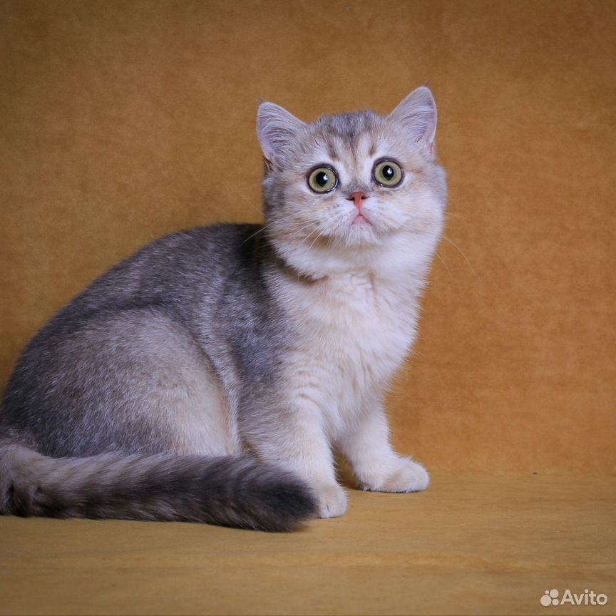 Шотландская девочка голубое золото