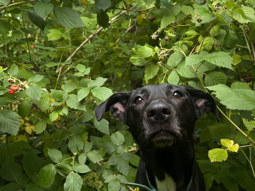 Дора ищет дом