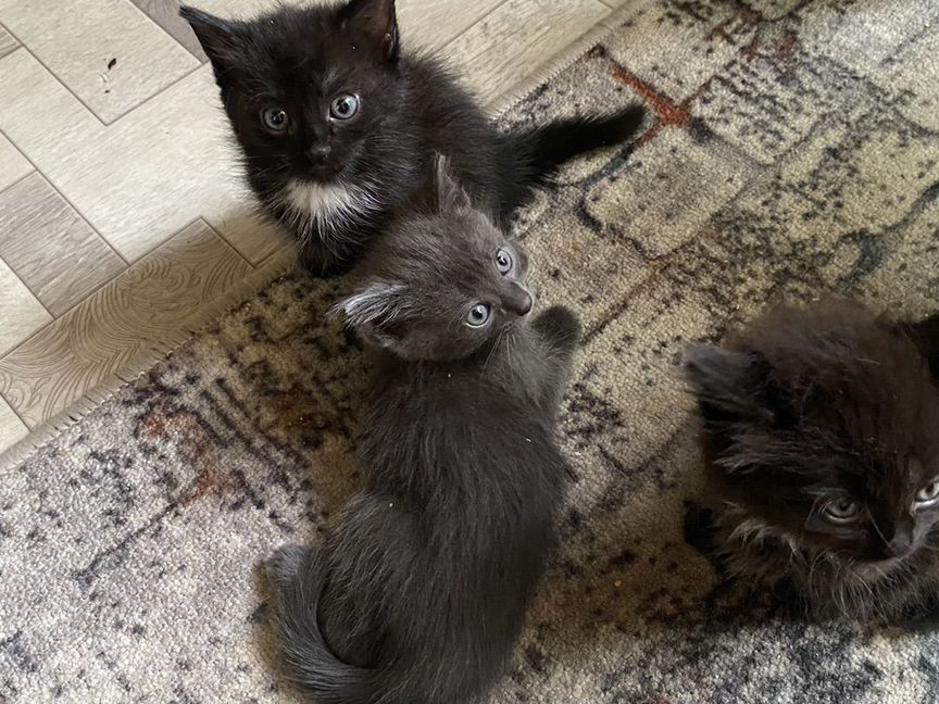 Кошка