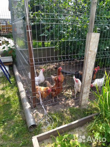 Куры-несушки на суп